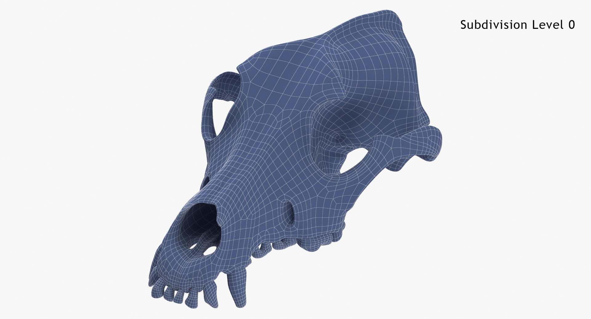 Domestic Dog Skull 01 3D model - TurboSquid 2122410
