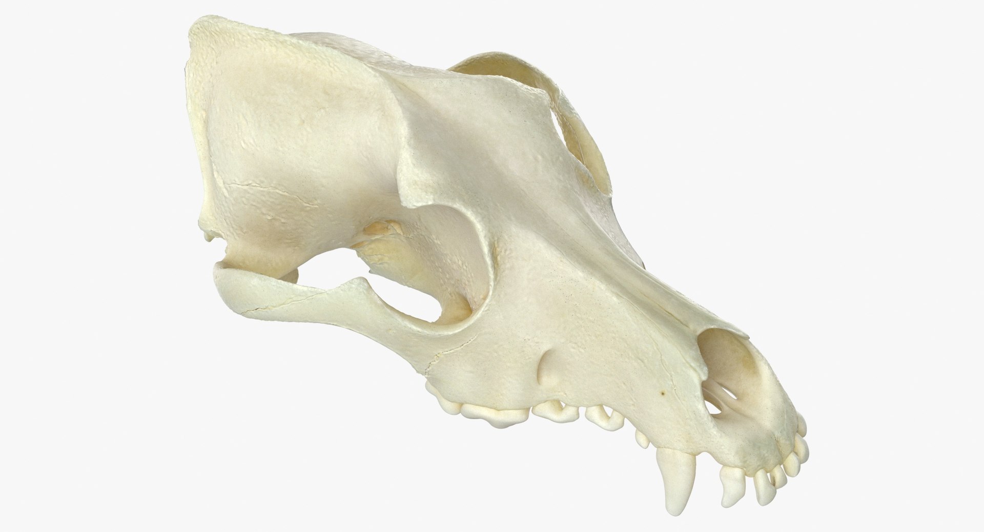 Domestic Dog Skull 01 3D Model - TurboSquid 2122410