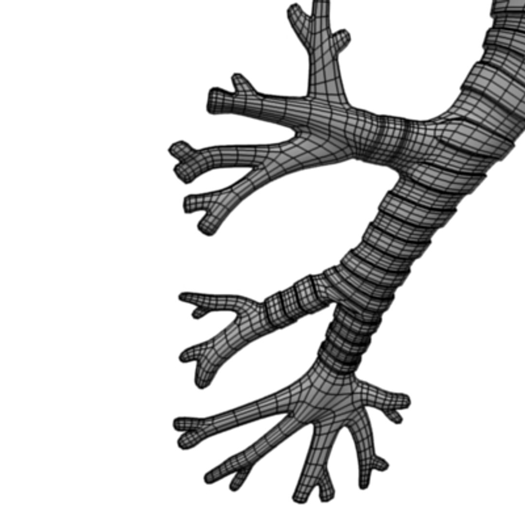 Human Lungs Bronchus 3d Model