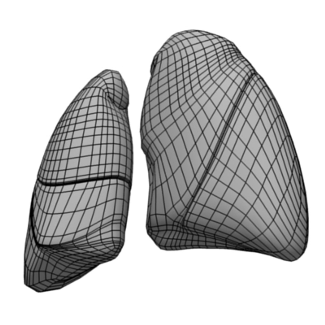 Human Lungs Bronchus 3d Model