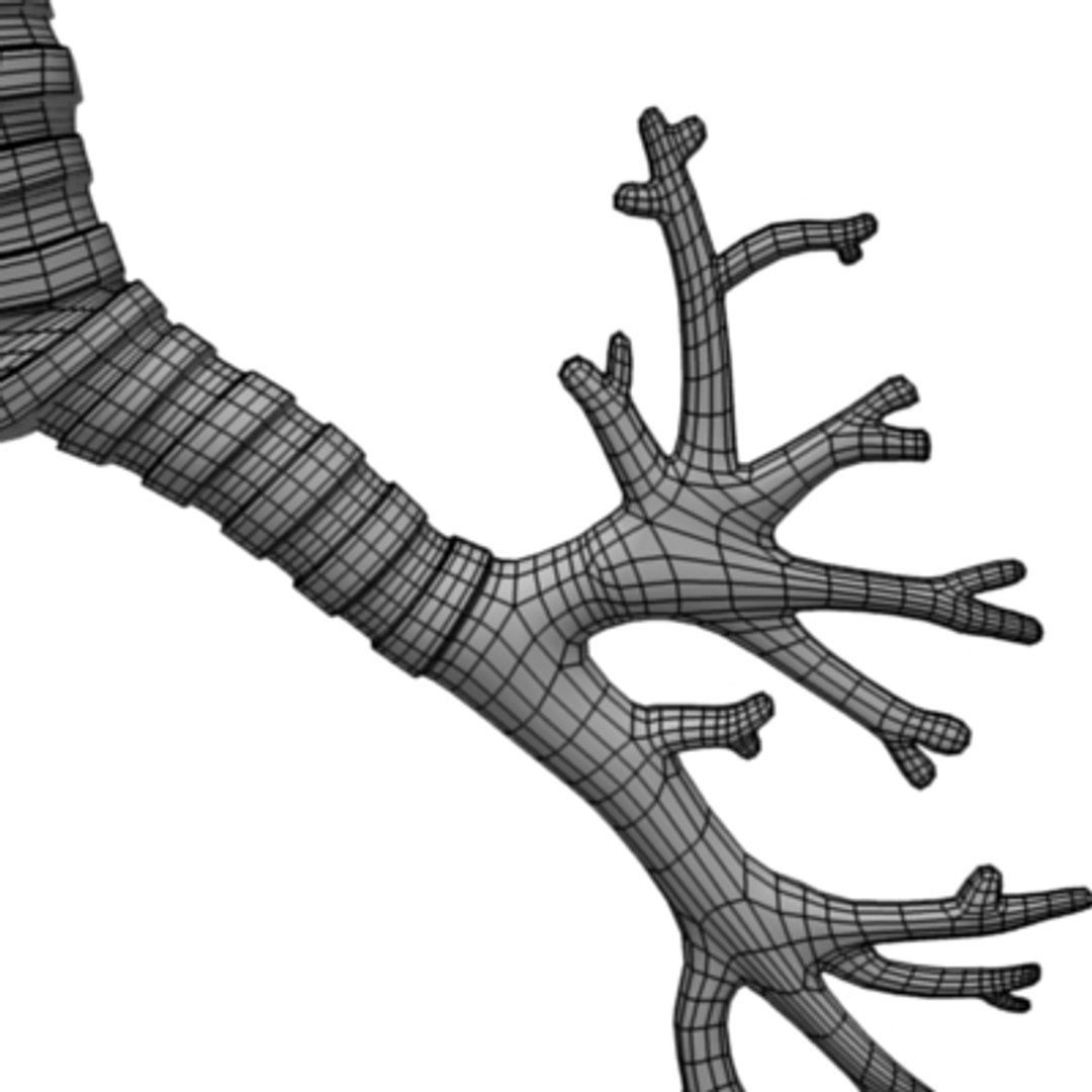 Human Lungs Bronchus 3d Model