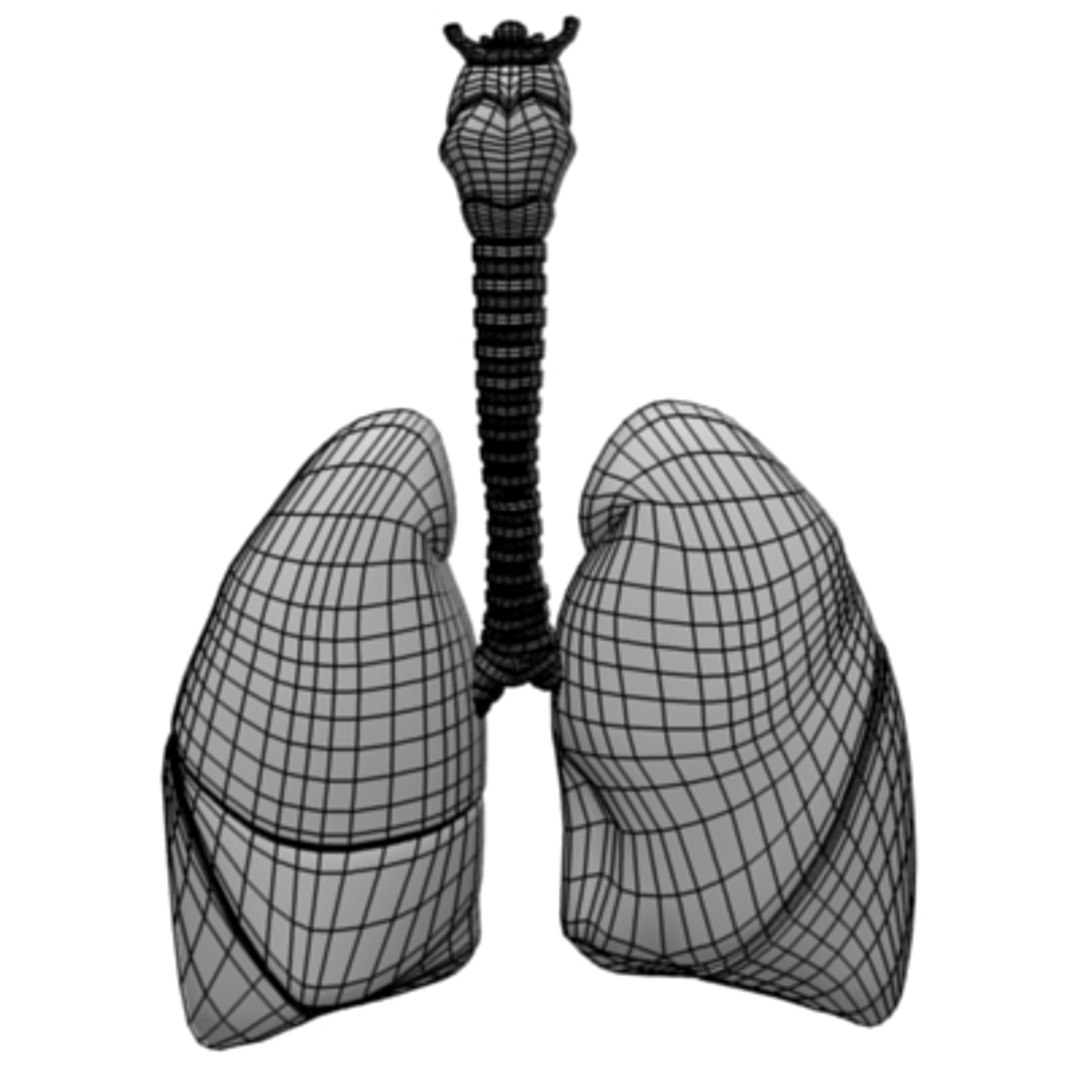 Human Lungs Bronchus 3d Model