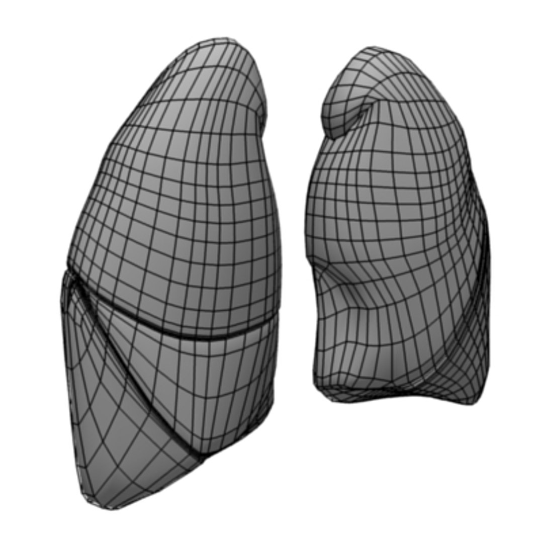 Human Lungs Bronchus 3d Model