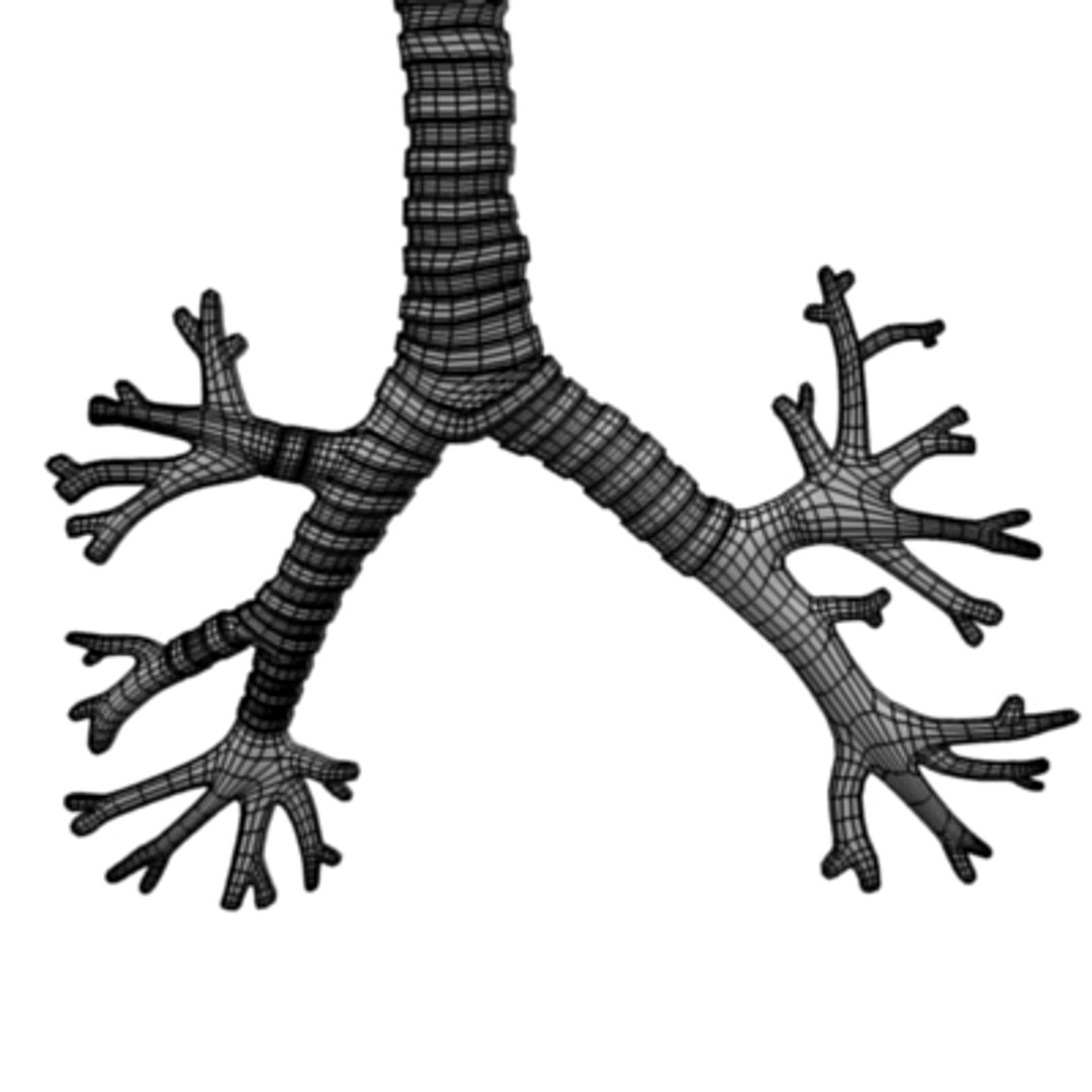 Human Lungs Bronchus 3d Model