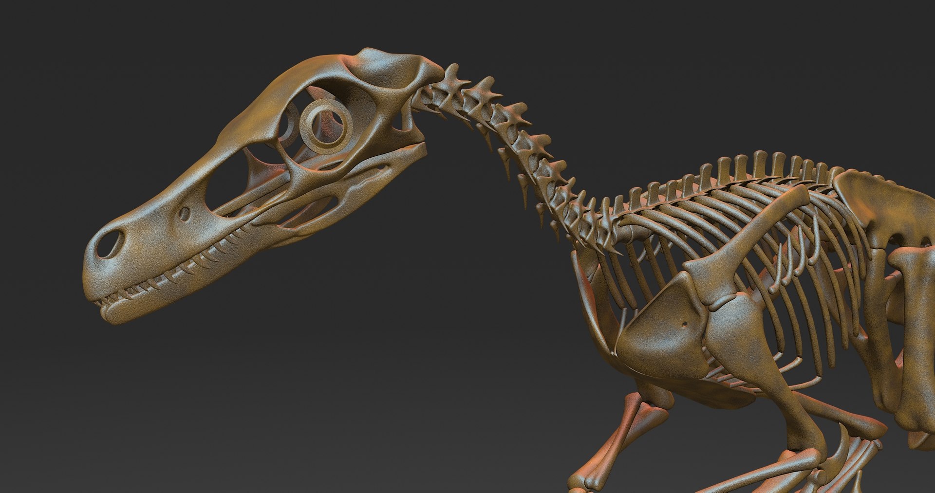 3D Velociraptor Skeleton - TurboSquid 1228803