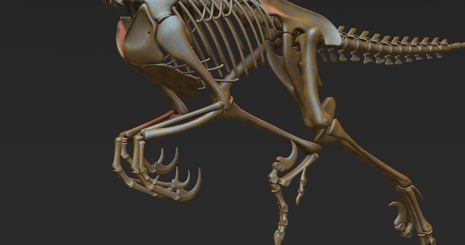 3D Velociraptor Skeleton - TurboSquid 1228803