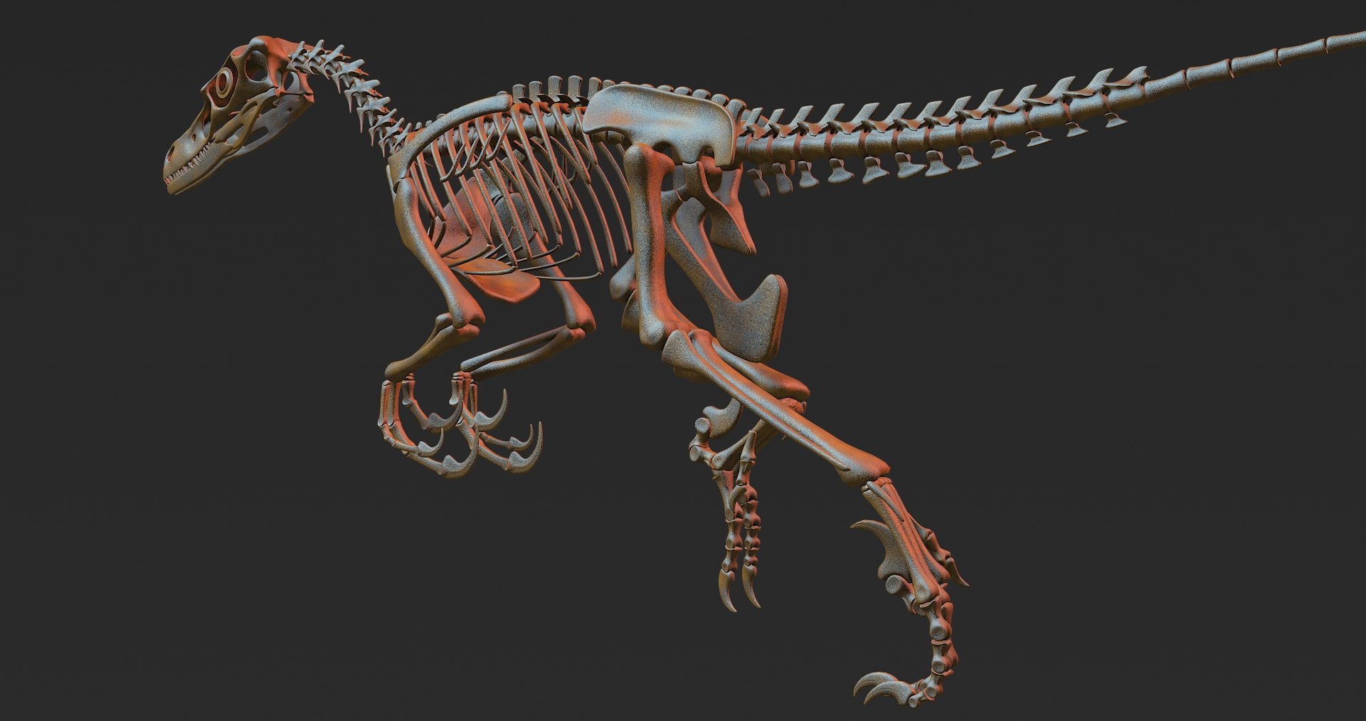 3D Velociraptor Skeleton - TurboSquid 1228803