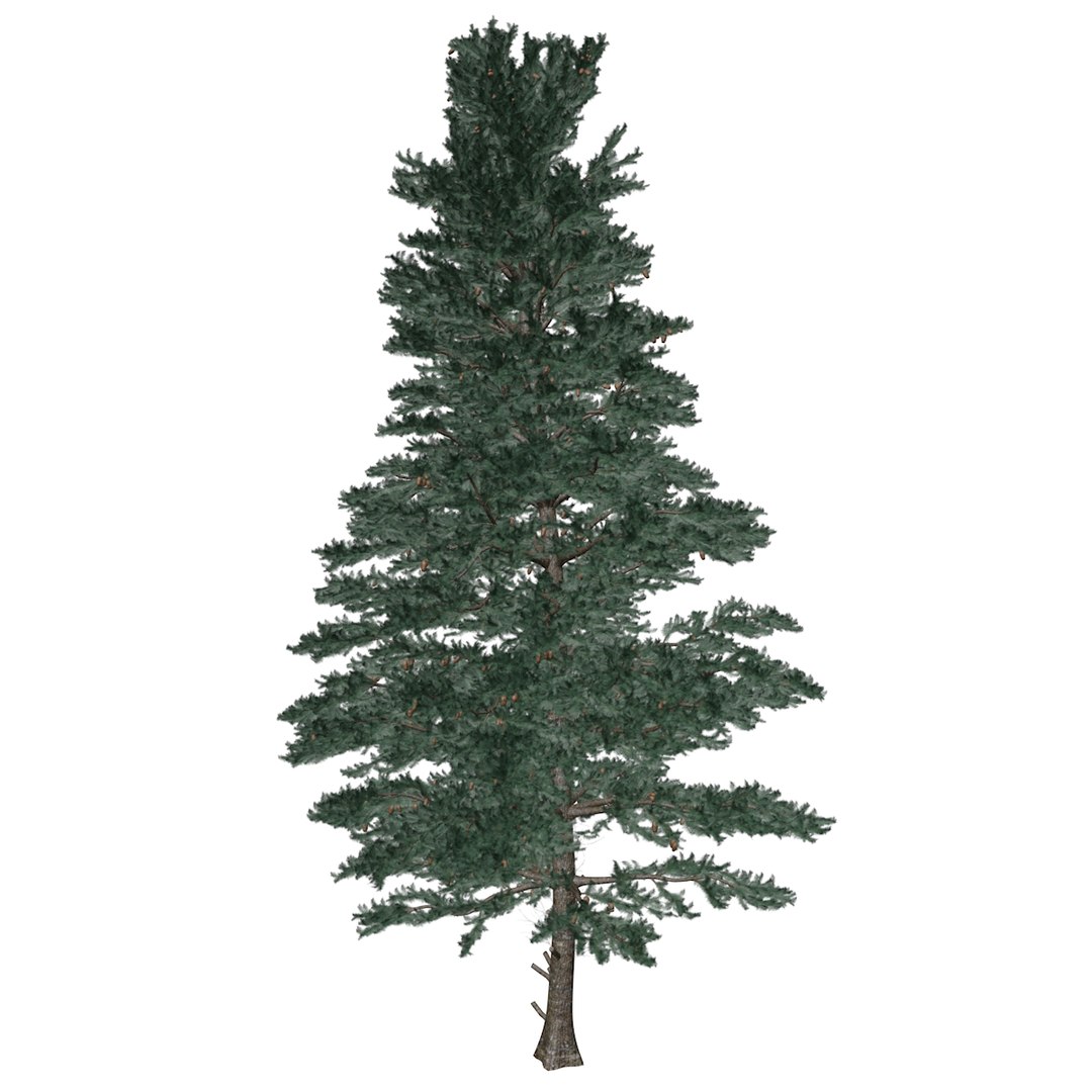 White Fir Tree Collection 3D Model - TurboSquid 2378911