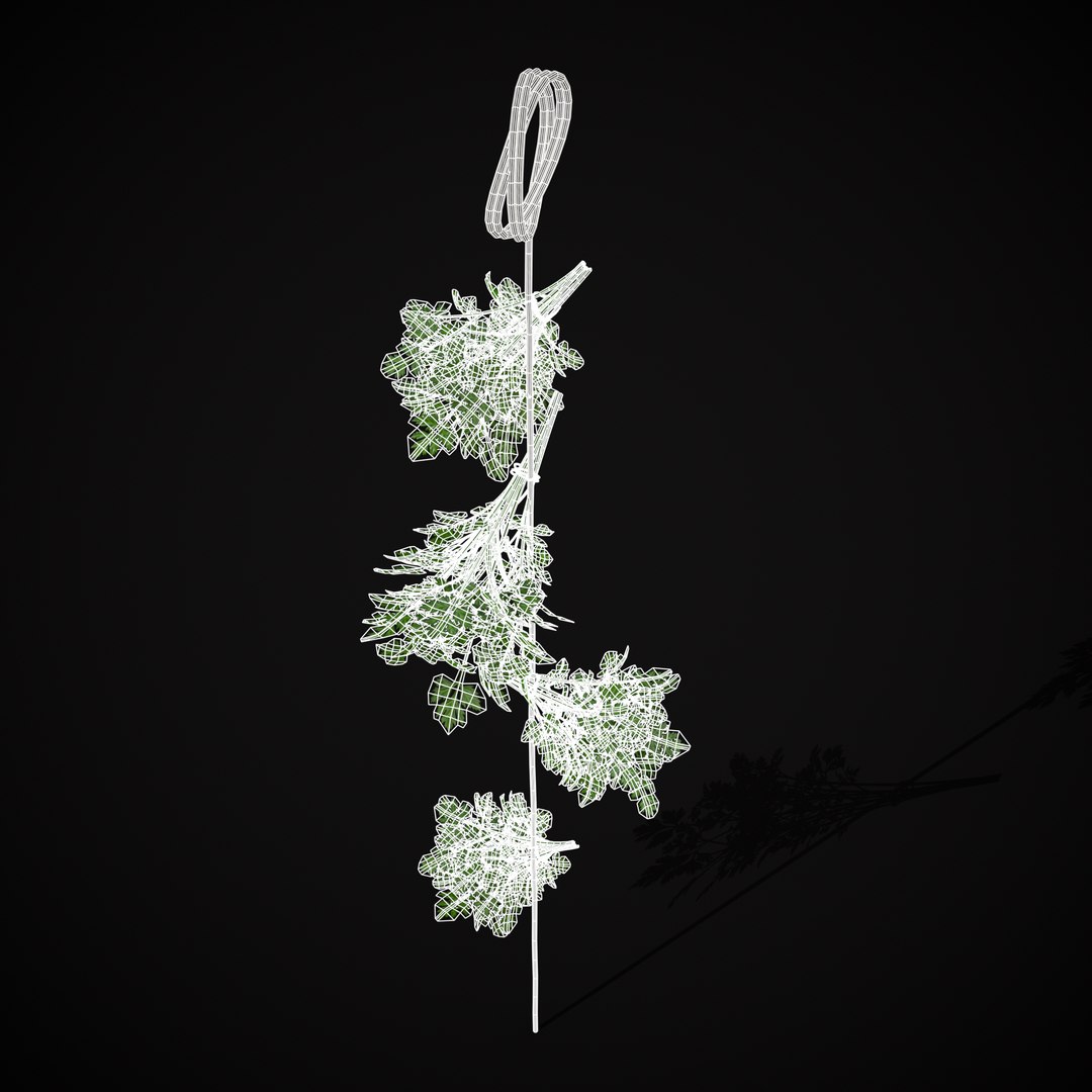 3D Hanging Parsley Model - TurboSquid 2202918