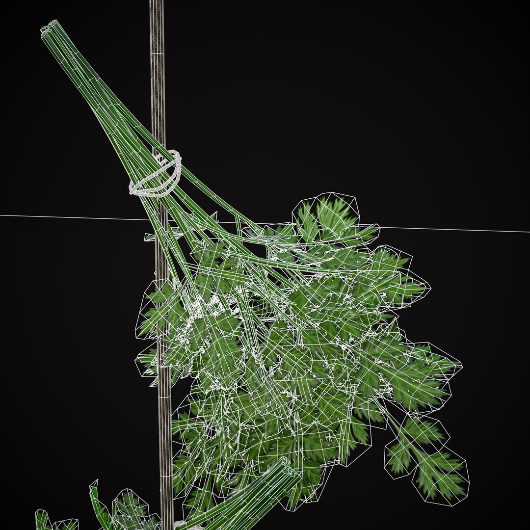 3D Hanging Parsley Model - TurboSquid 2202918