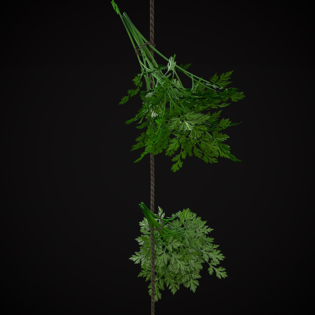 3D Hanging Parsley Model - TurboSquid 2202918