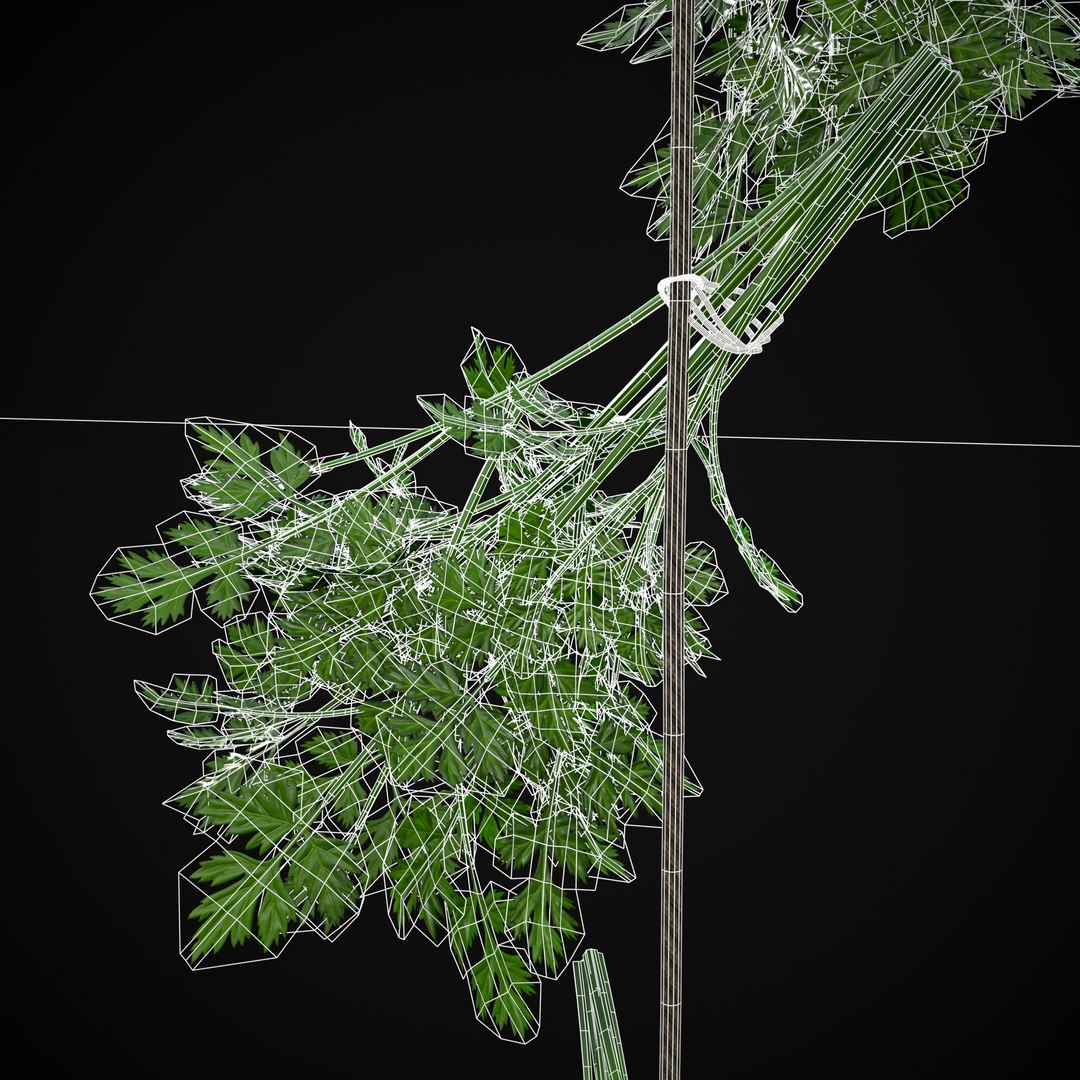 3D Hanging Parsley Model - TurboSquid 2202918