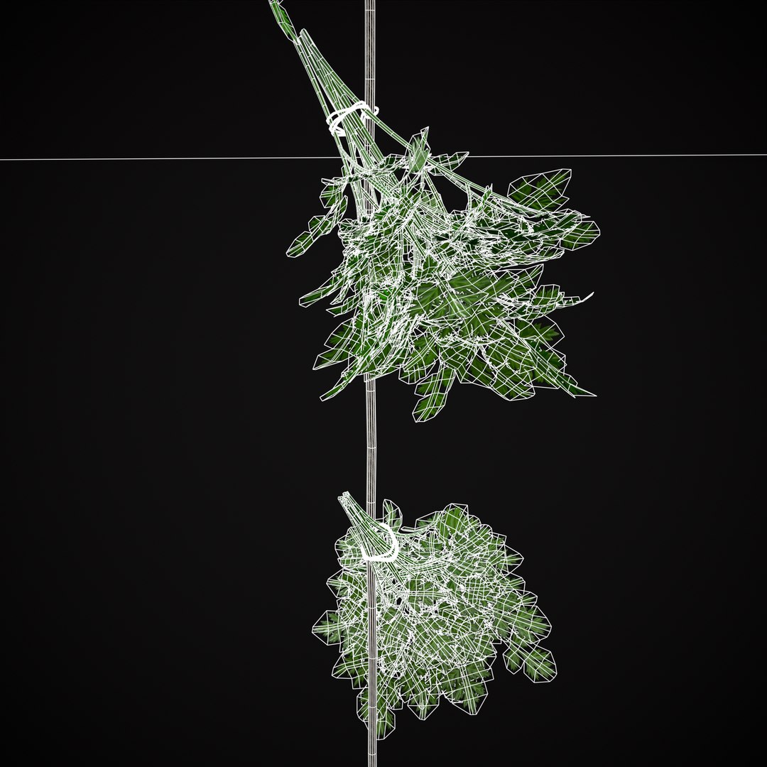 3D Hanging Parsley Model - TurboSquid 2202918