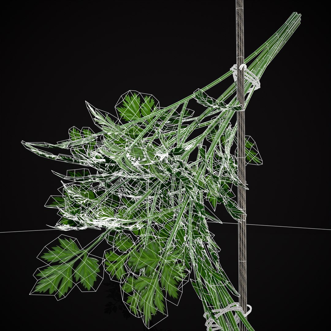 3D Hanging Parsley Model - TurboSquid 2202918