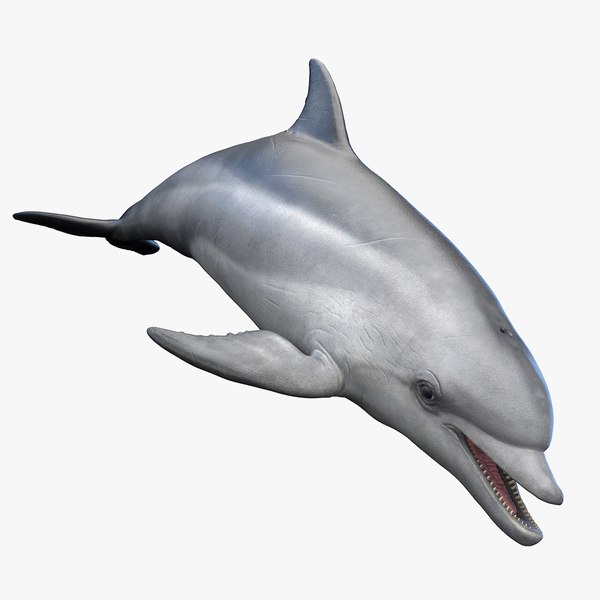 Dolphin 3D Models for Download | TurboSquid