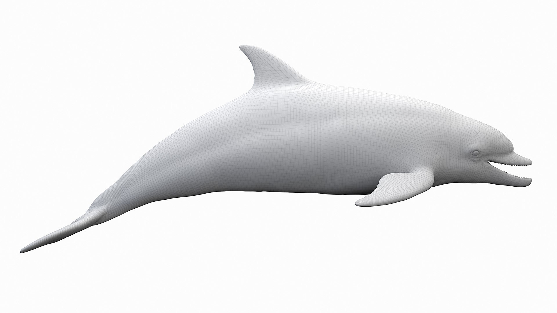 Bottlenose Dolphin 3D Model - TurboSquid 1952944