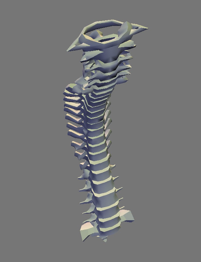 Human Bones 3d Model