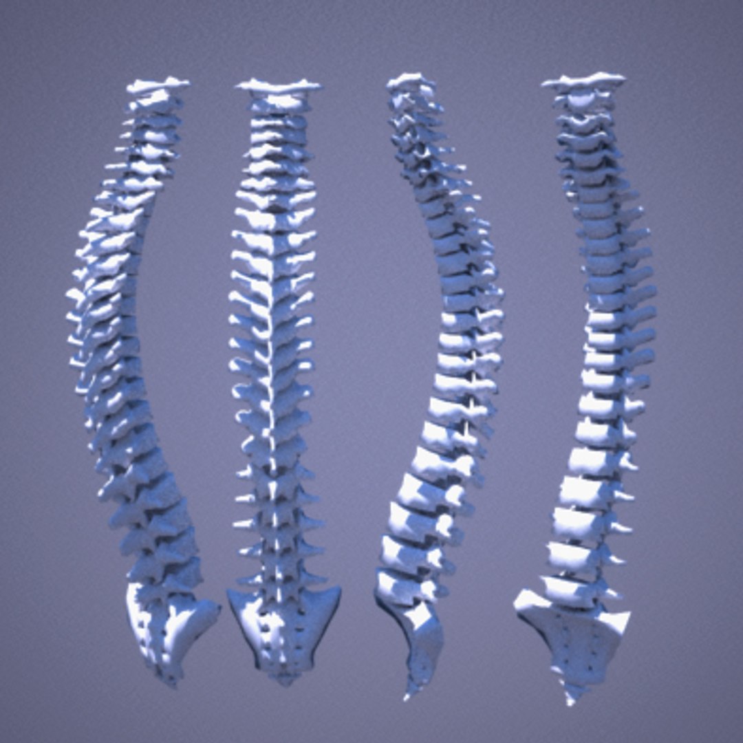 Human Bones 3d Model