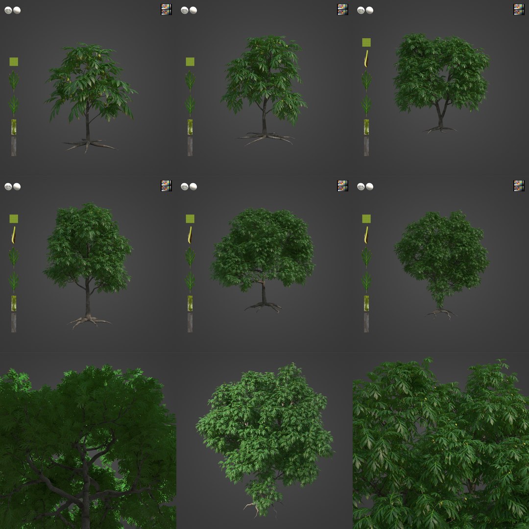 3D 2021 PBR Breadfruit Tree Collection - Artocarpus Altilis - TurboSquid 1791369