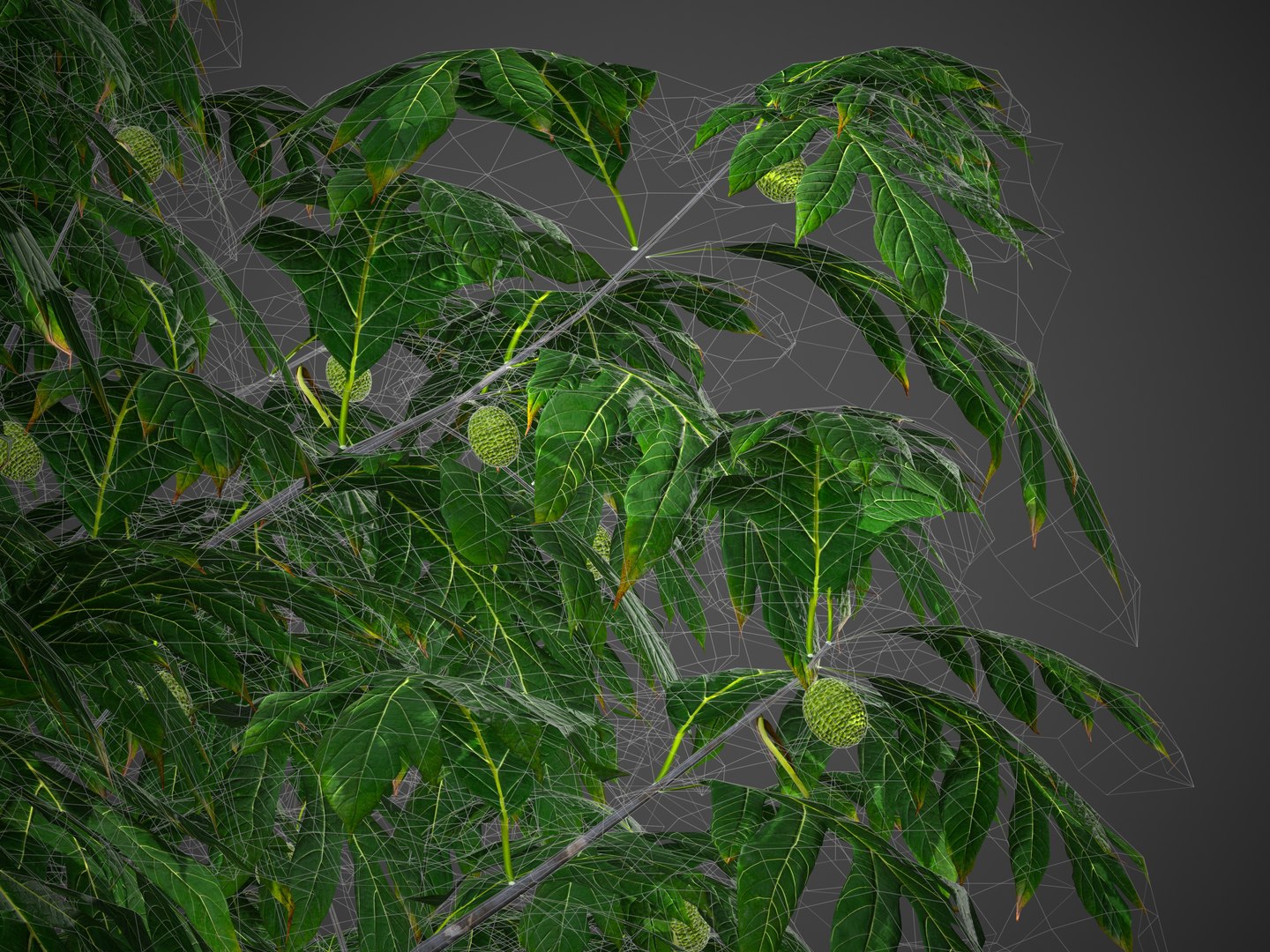3D 2021 PBR Breadfruit Tree Collection - Artocarpus Altilis - TurboSquid 1791369