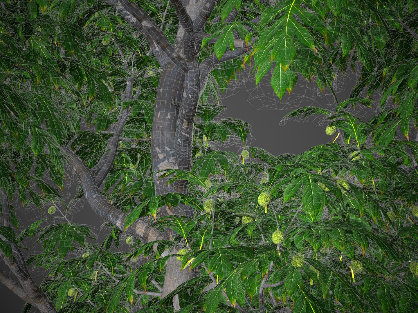 3D 2021 PBR Breadfruit Tree Collection - Artocarpus Altilis - TurboSquid 1791369