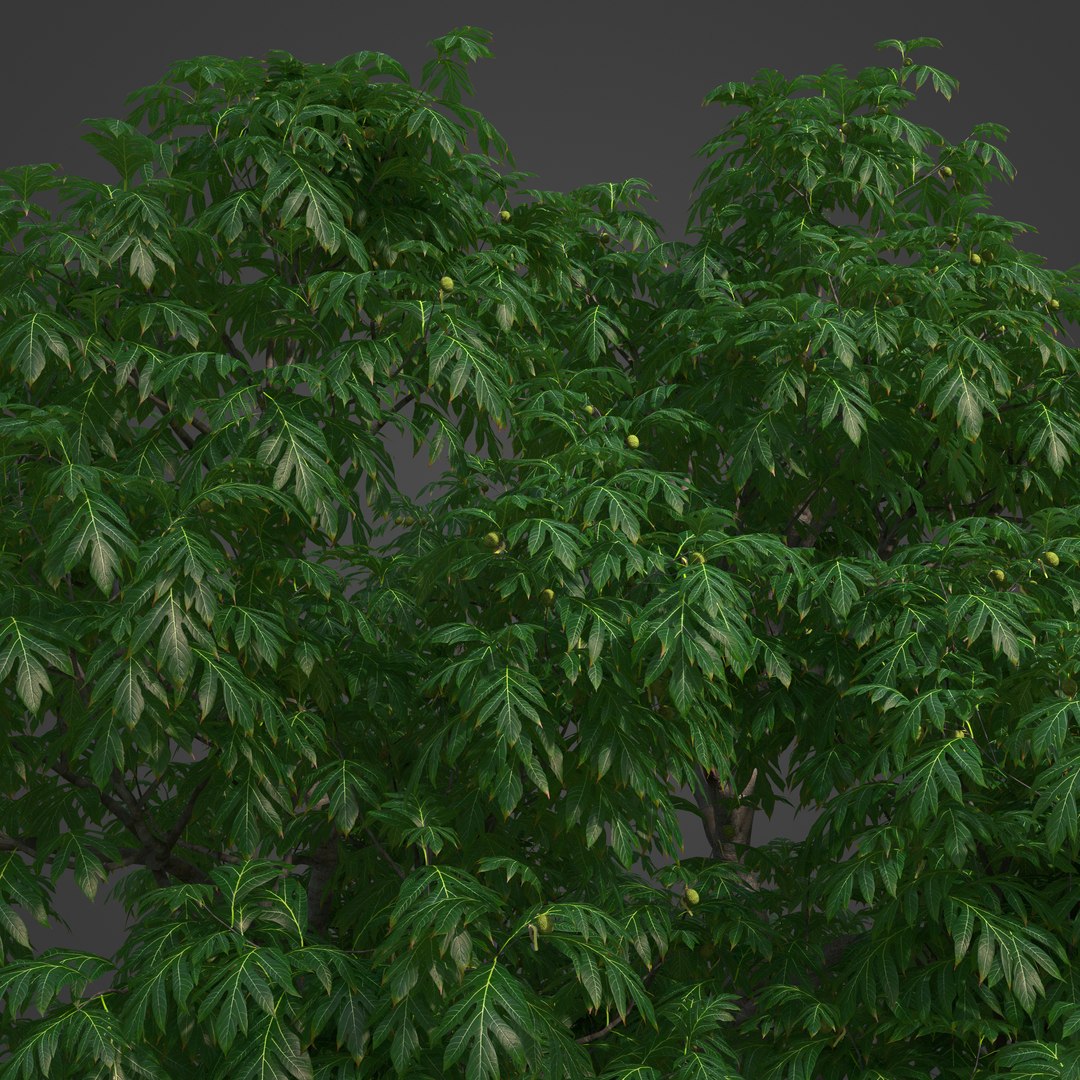 3D 2021 PBR Breadfruit Tree Collection - Artocarpus Altilis - TurboSquid 1791369
