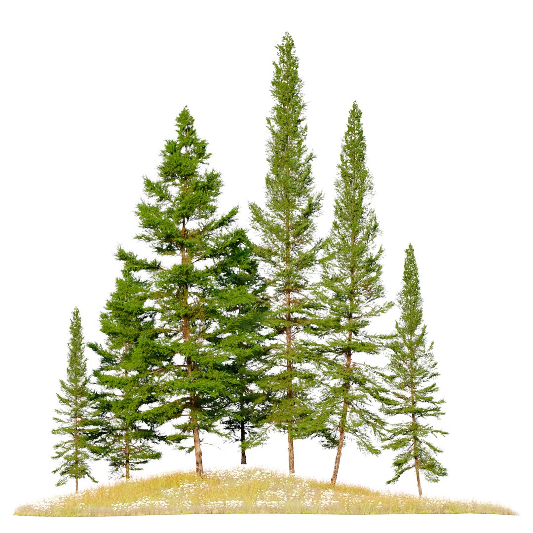 3D Fir tree 06 - TurboSquid 1959879