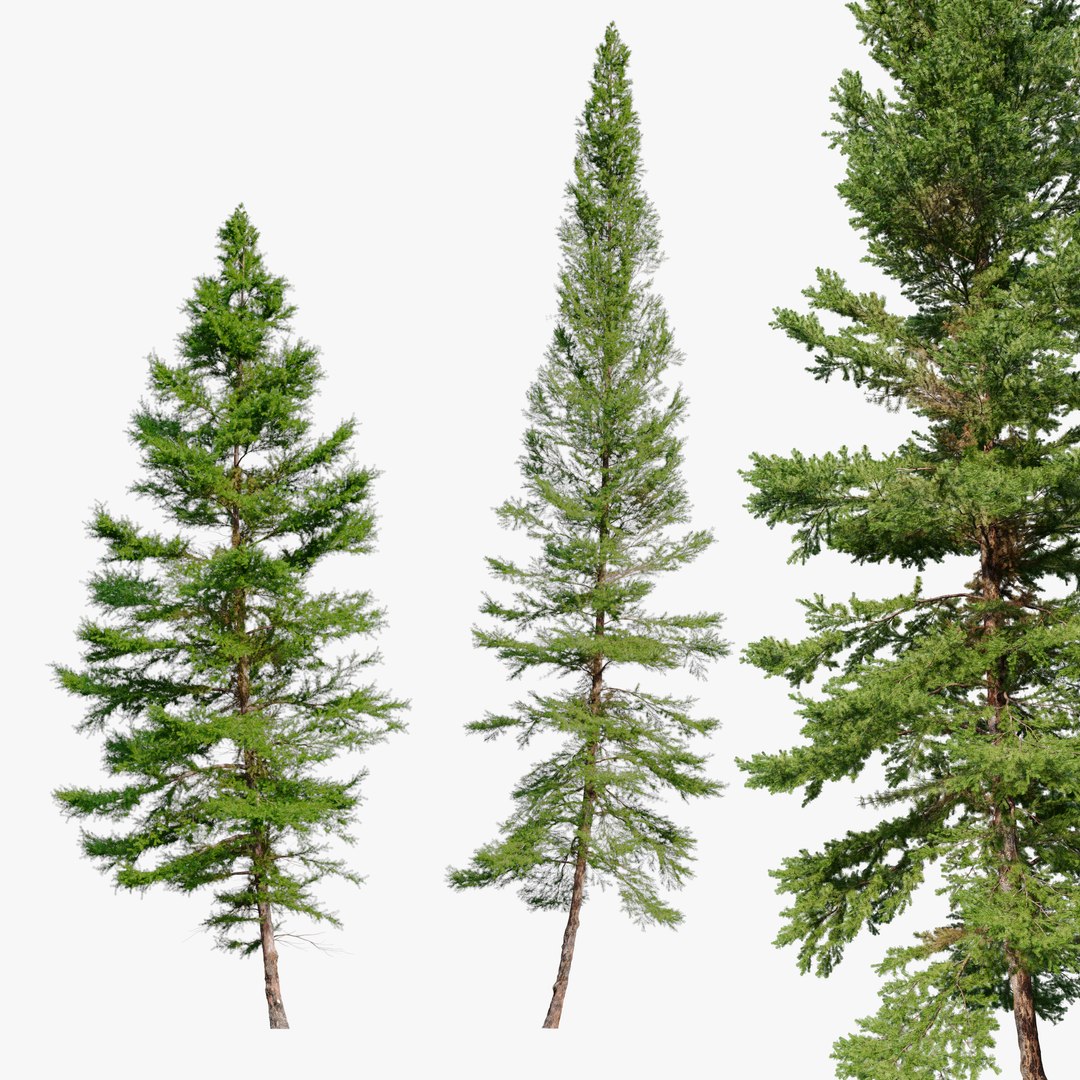 3D Fir tree 06 - TurboSquid 1959879