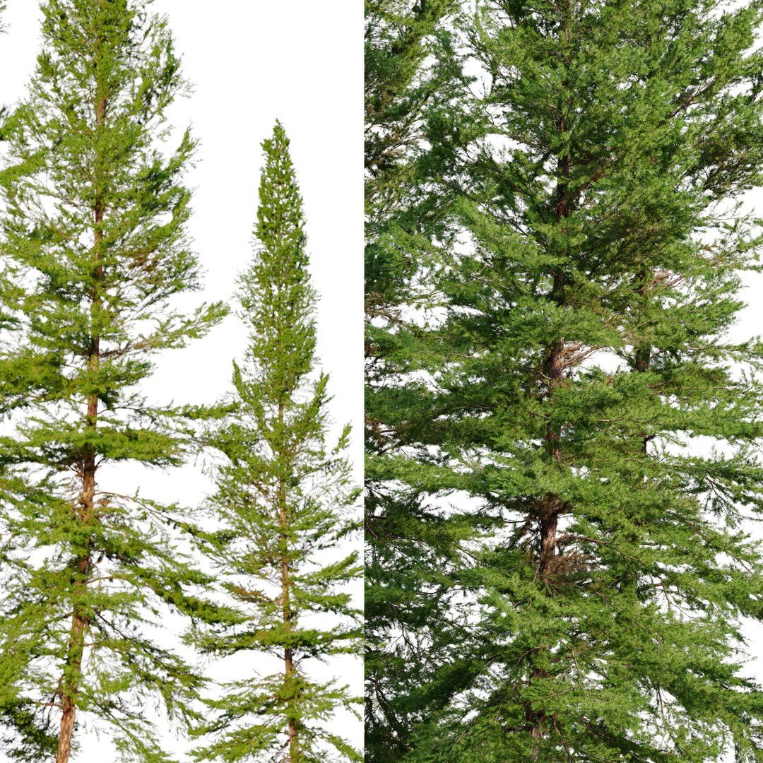 3D Fir tree 06 - TurboSquid 1959879