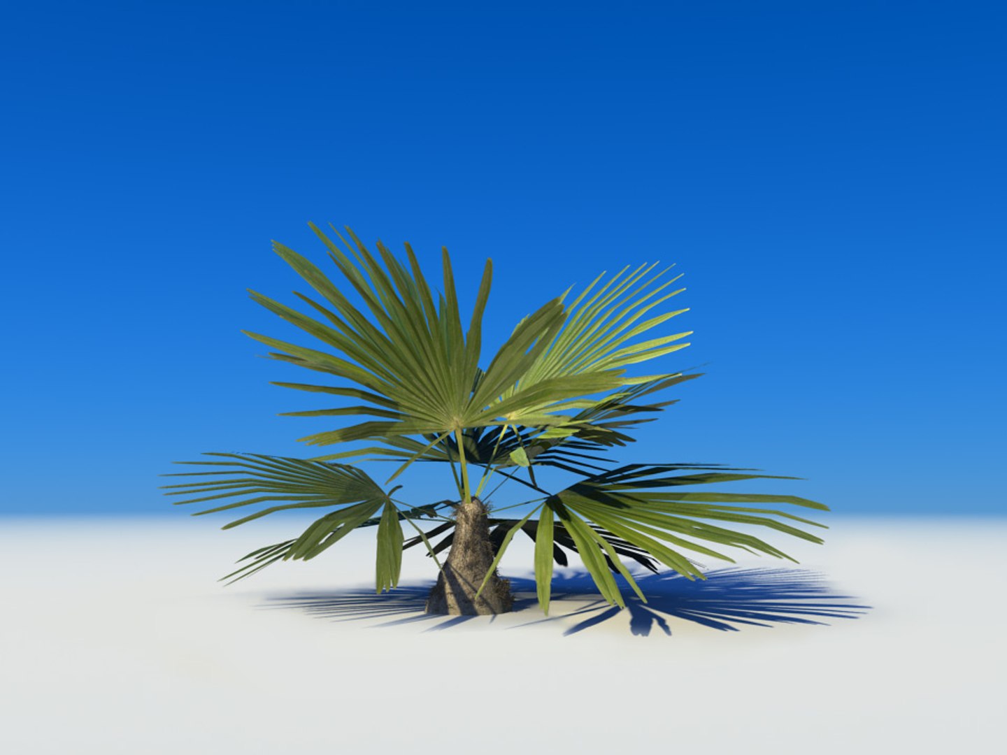 3d Palm