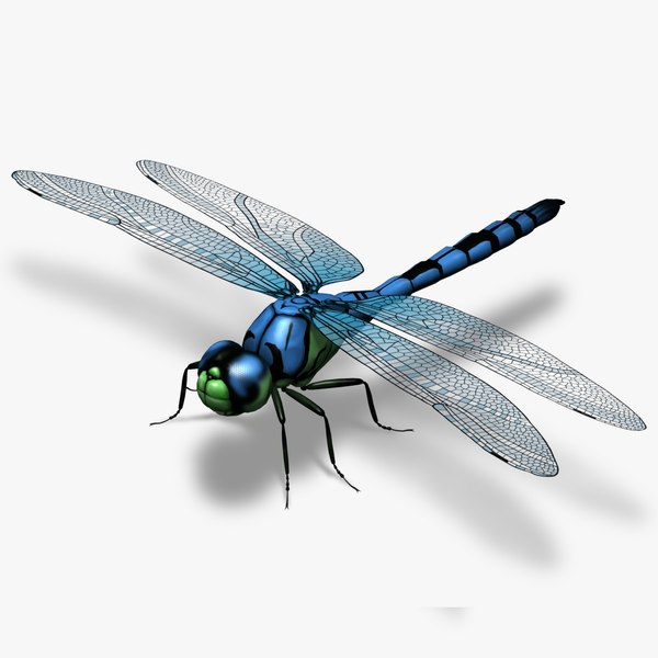 Dragonfly 3D Models for Download | TurboSquid