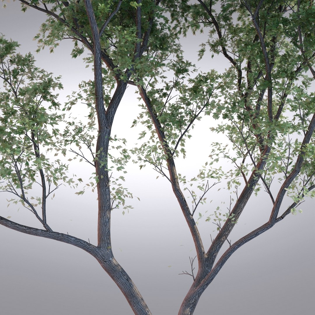 realistic tree 3d max