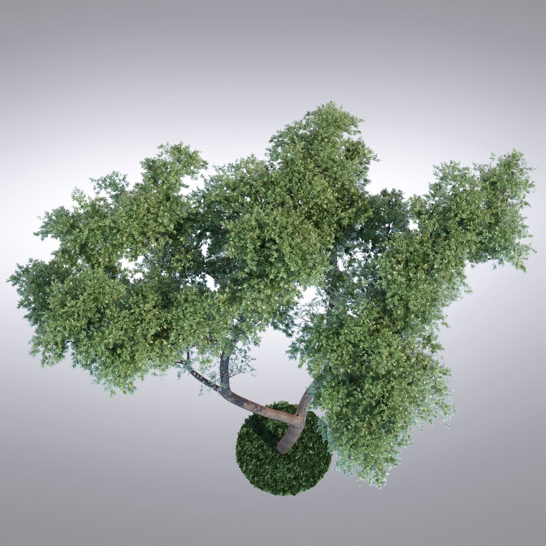 realistic tree 3d max