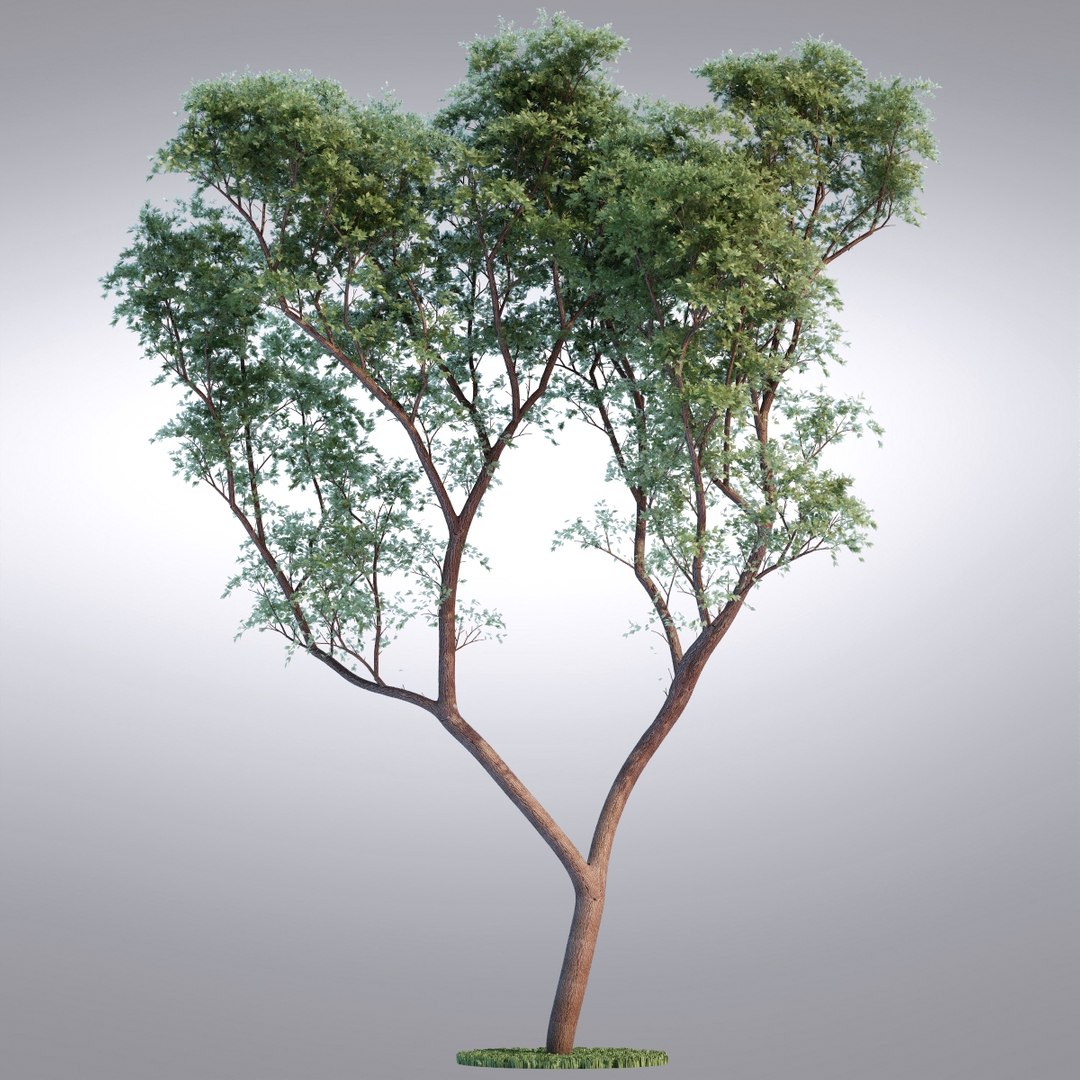 realistic tree 3d max