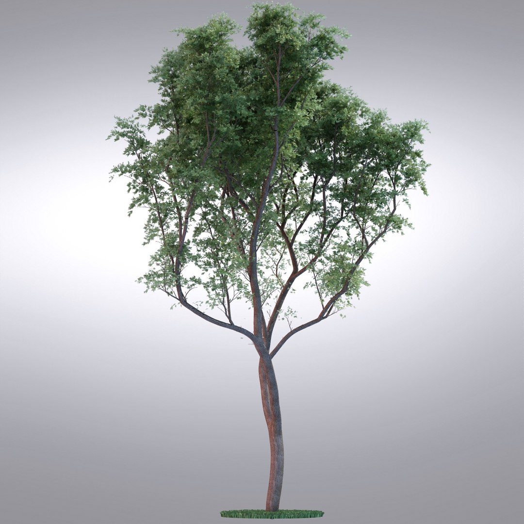 realistic tree 3d max