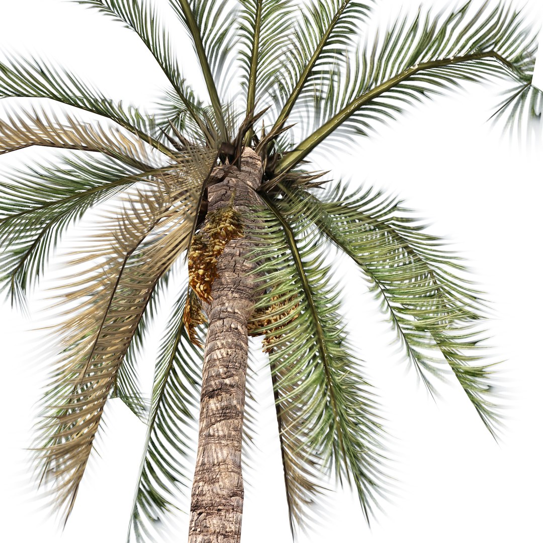 3D Street Date Palms array - TurboSquid 2084086