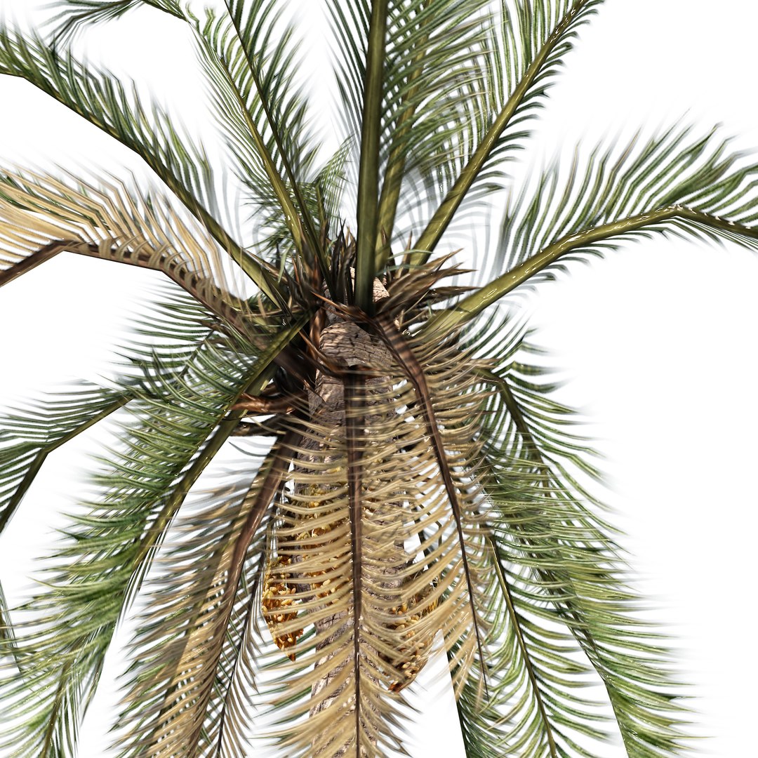3D Street Date Palms Array - TurboSquid 2084086
