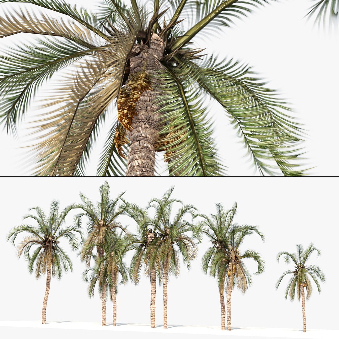 3D Street Date Palms Array - TurboSquid 2084086
