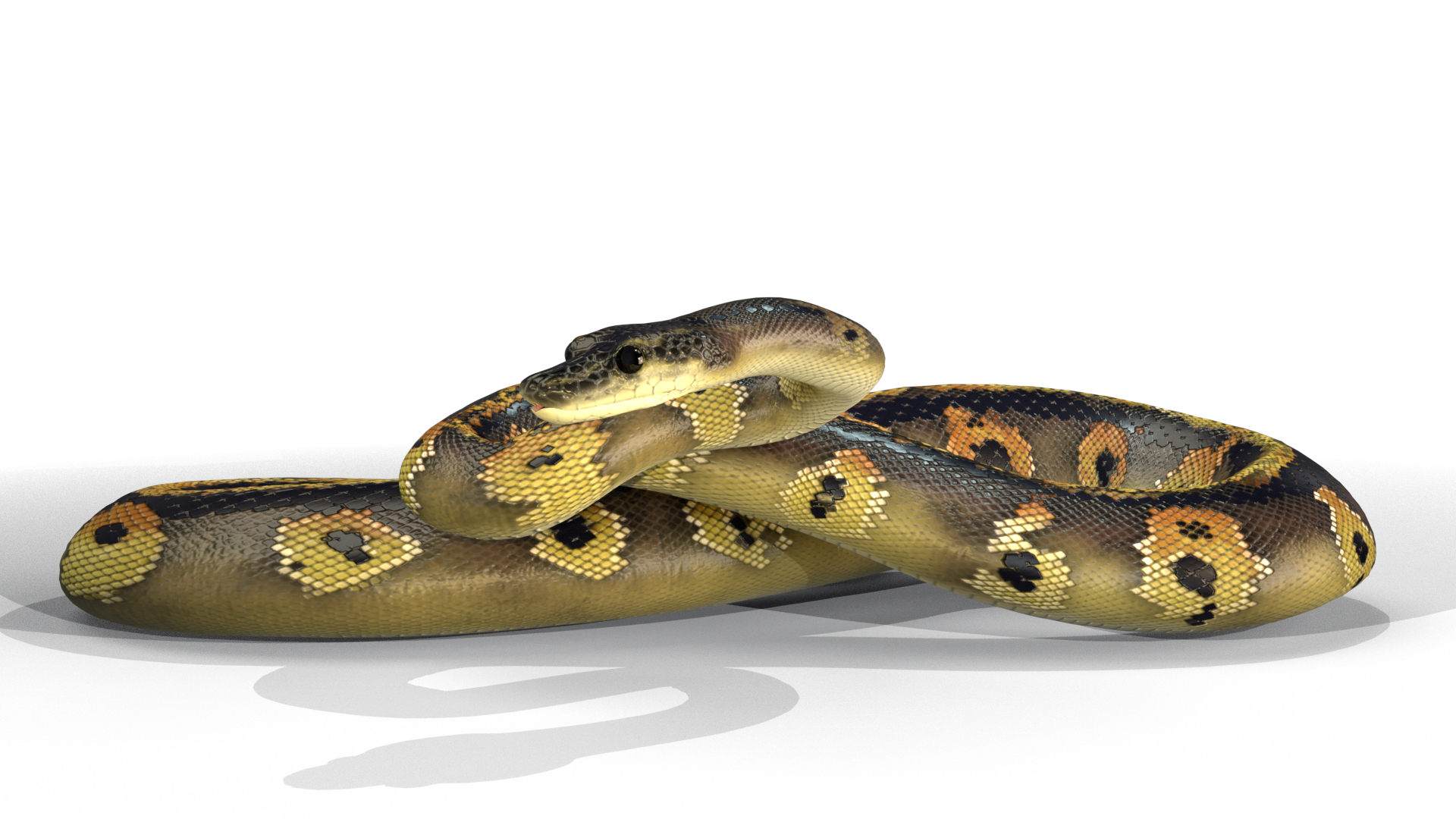 3D Blackhead Ball Python Snake Rigged Animated PBR - TurboSquid 2328601