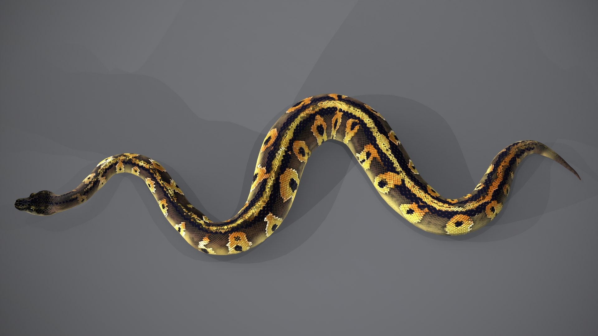 3D Blackhead Ball Python Snake Rigged Animated PBR - TurboSquid 2328601