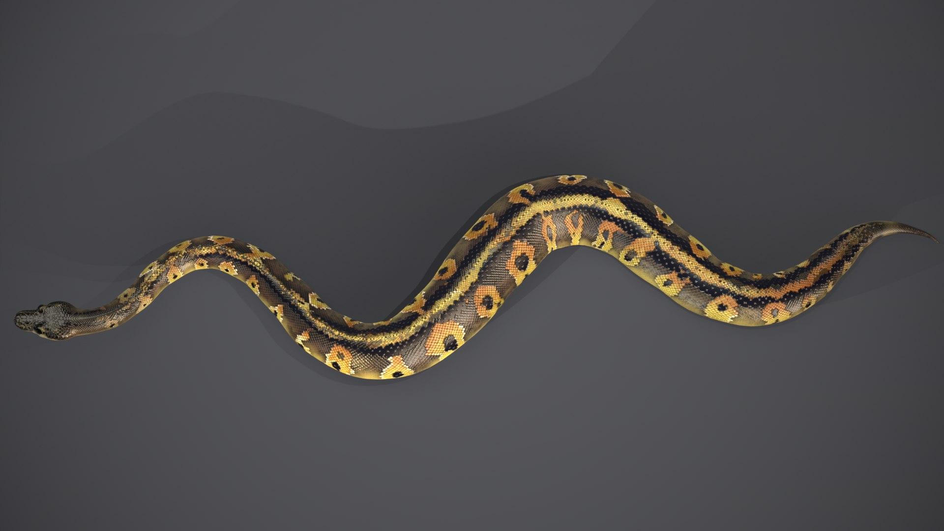 3D Blackhead Ball Python Snake Rigged Animated PBR - TurboSquid 2328601