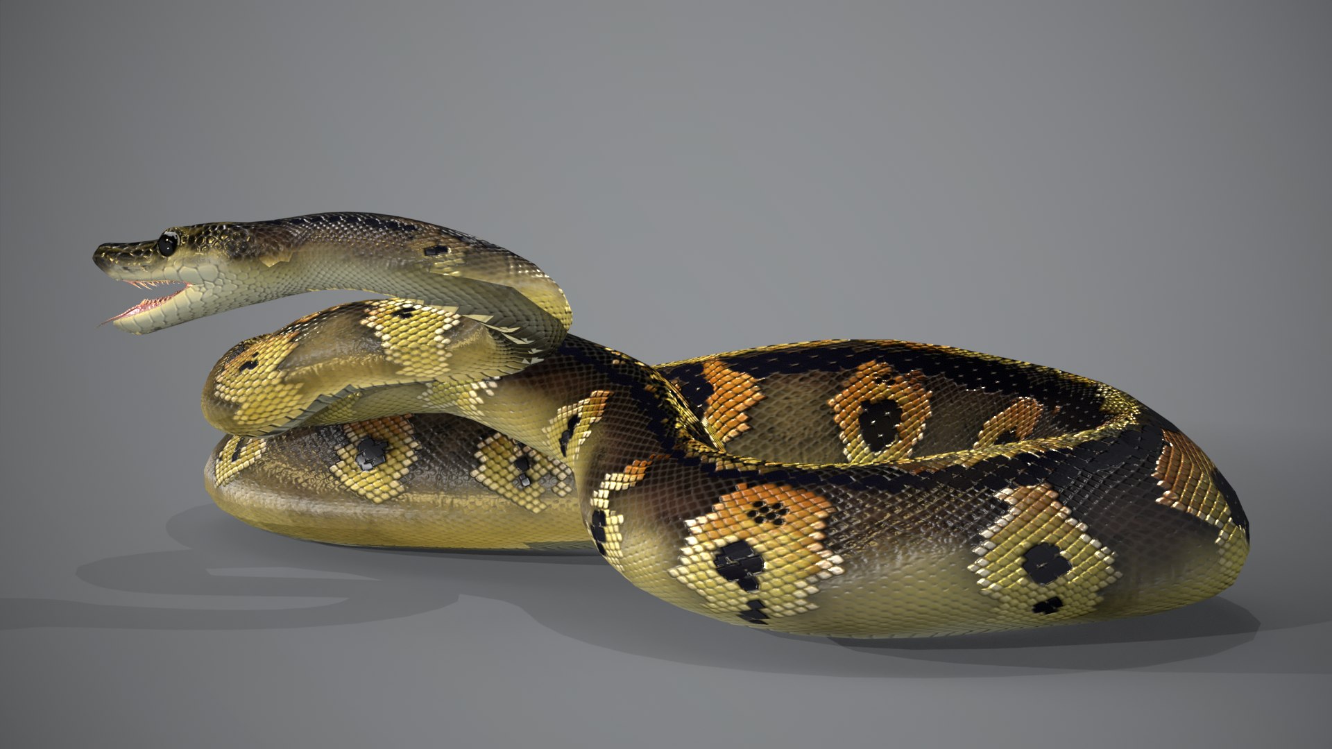 3D Blackhead Ball Python Snake Rigged Animated PBR - TurboSquid 2328601