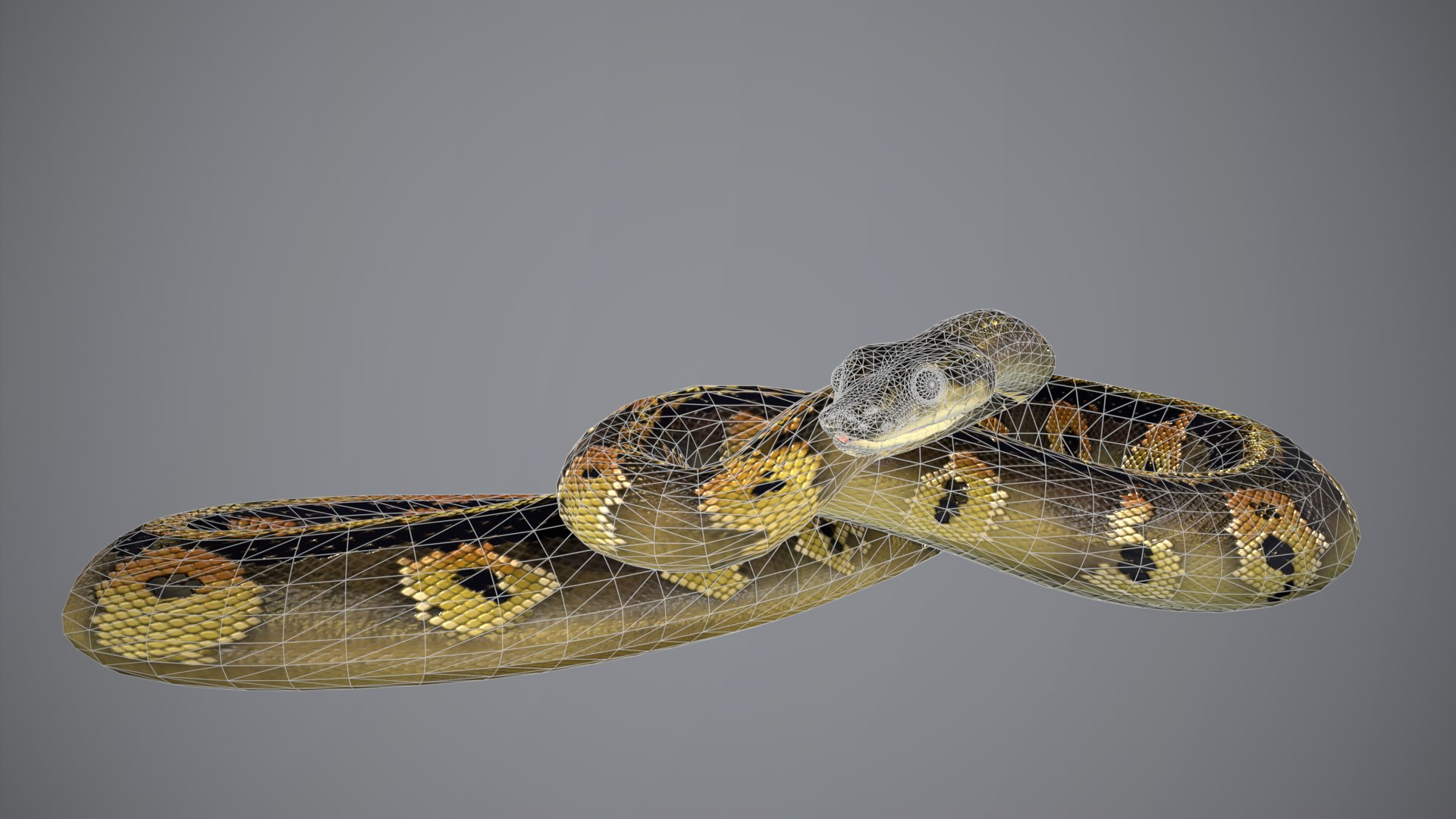3D Blackhead Ball Python Snake Rigged Animated PBR - TurboSquid 2328601