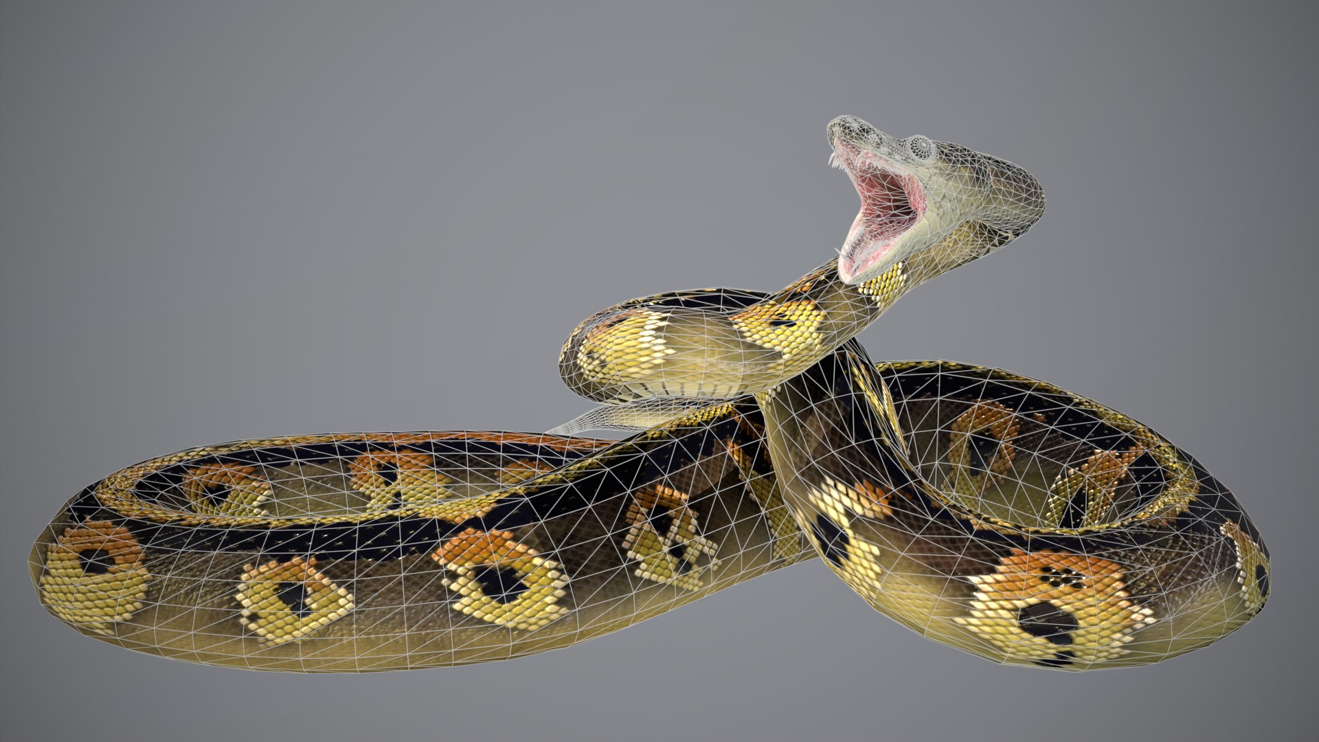 3D Blackhead Ball Python Snake Rigged Animated PBR - TurboSquid 2328601