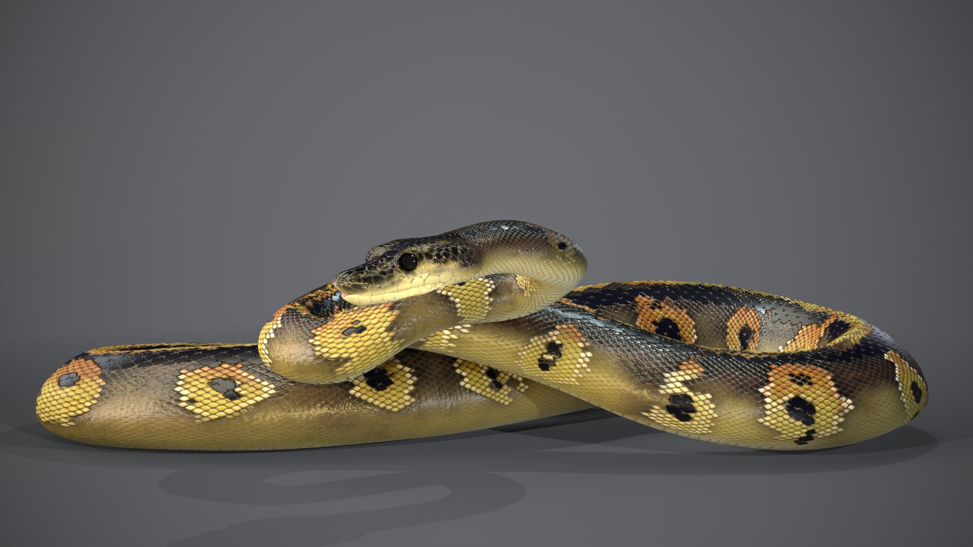 3D Blackhead Ball Python Snake Rigged Animated PBR - TurboSquid 2328601