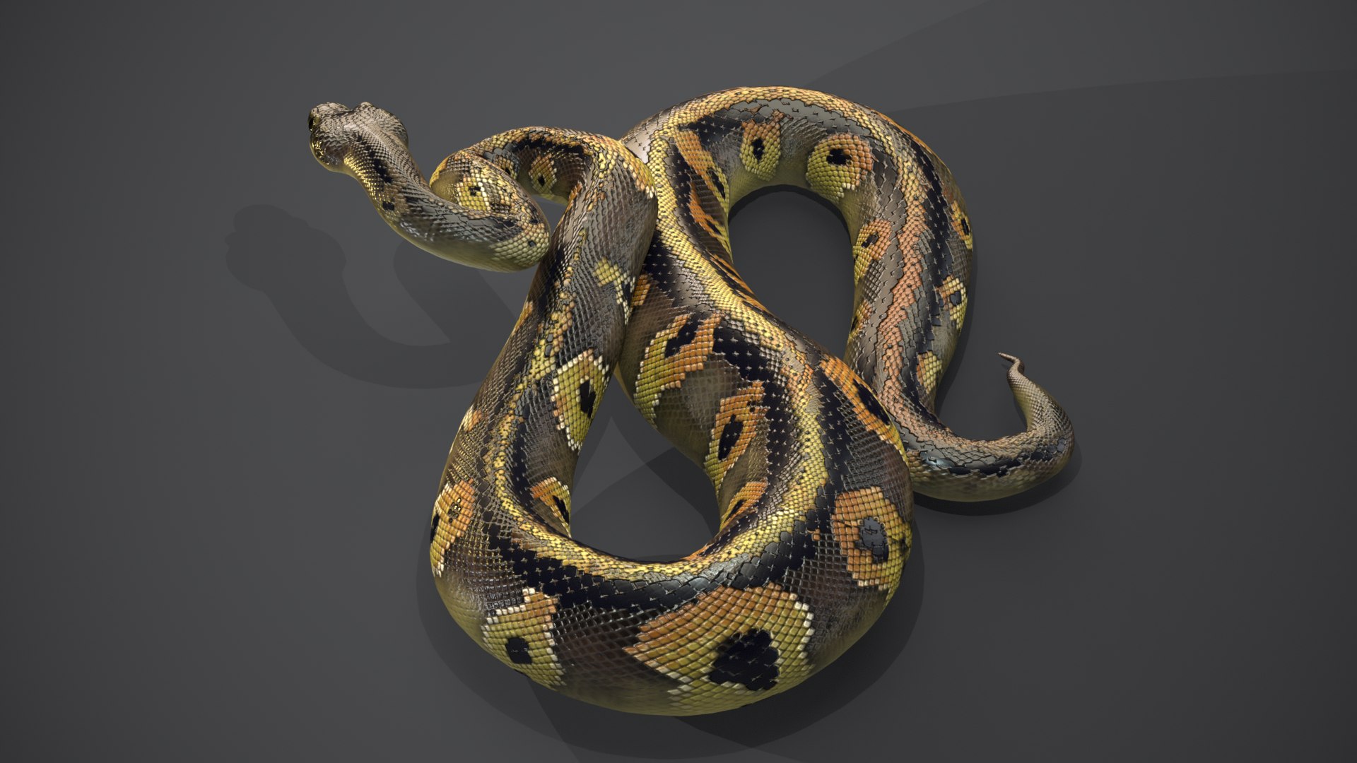 3D Blackhead Ball Python Snake Rigged Animated PBR - TurboSquid 2328601