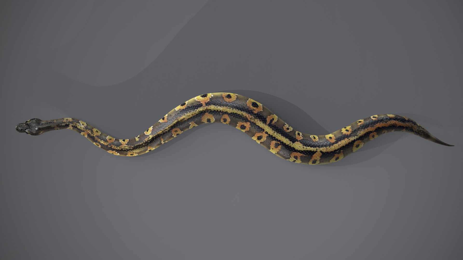 3D Blackhead Ball Python Snake Rigged Animated PBR - TurboSquid 2328601