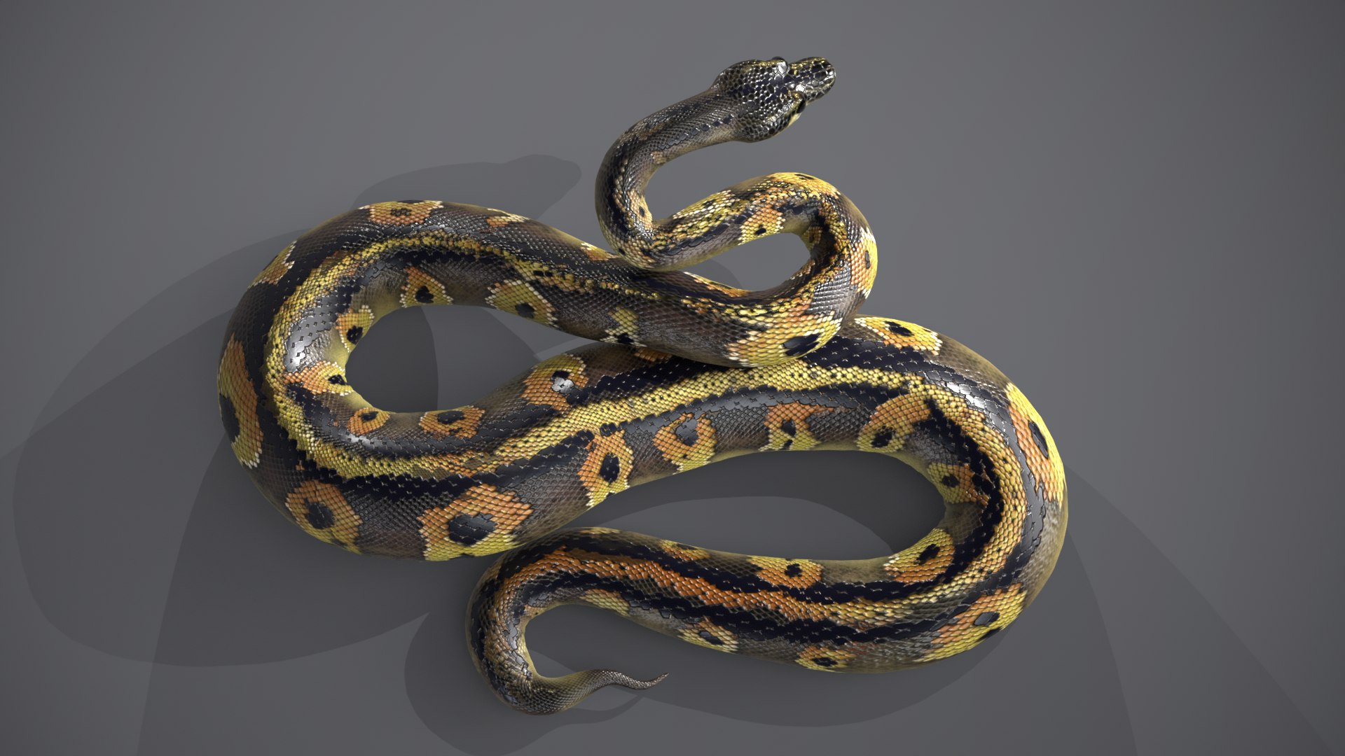 3D Blackhead Ball Python Snake Rigged Animated PBR - TurboSquid 2328601