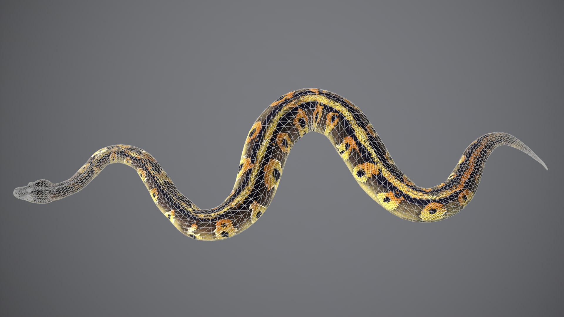 3D Blackhead Ball Python Snake Rigged Animated PBR - TurboSquid 2328601