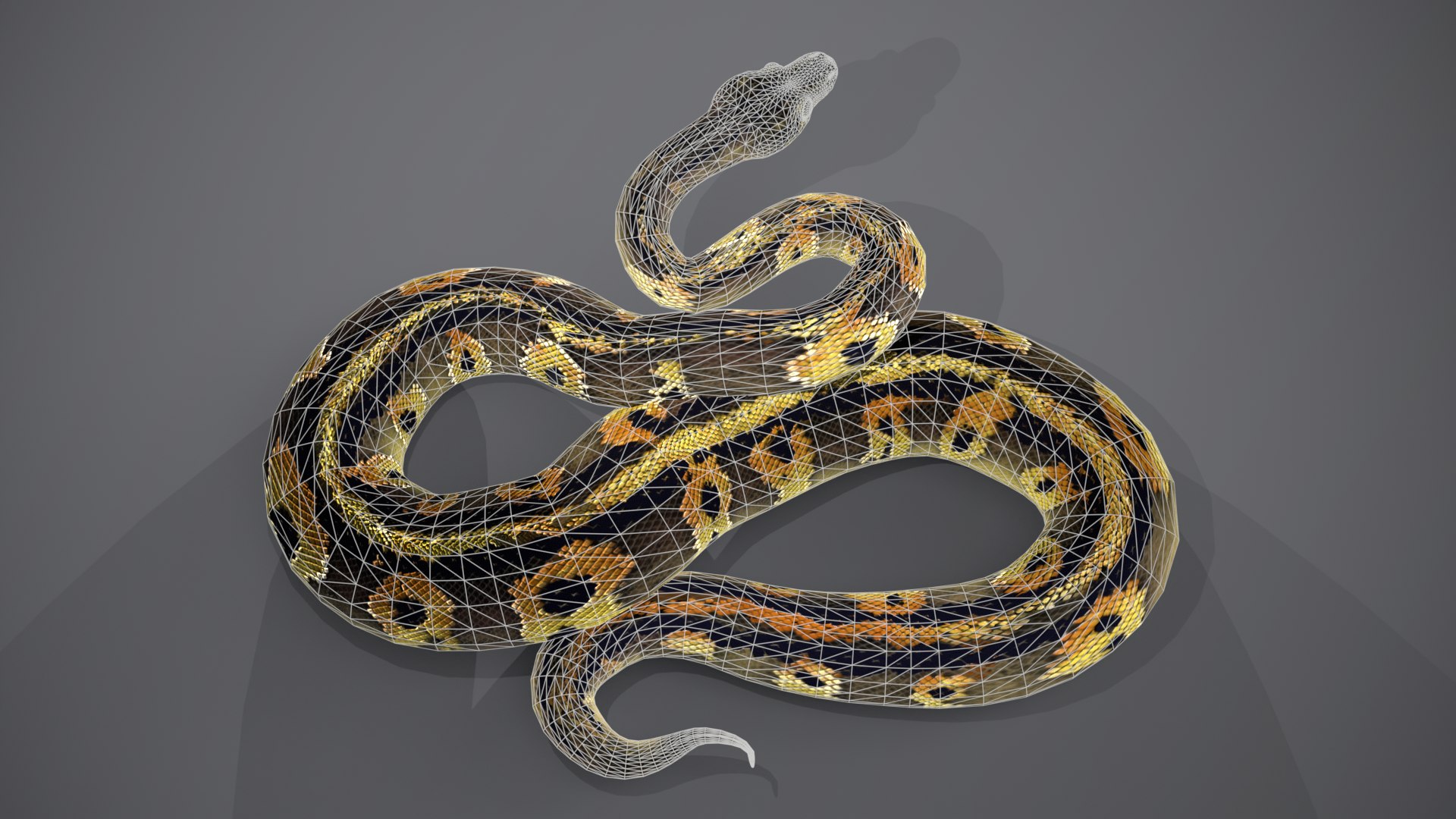 3D Blackhead Ball Python Snake Rigged Animated PBR - TurboSquid 2328601